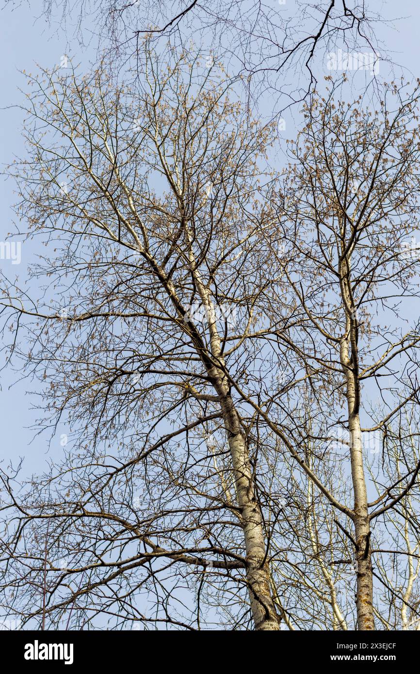 Beautiful shot big trees hi-res stock photography and images - Alamy