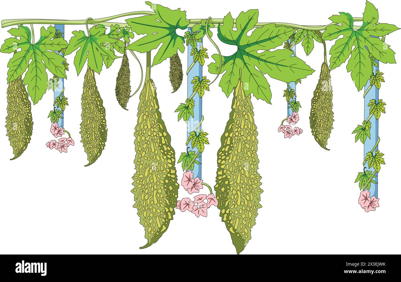Bitter gourd plant illustration Stock Vector Image & Art - Alamy