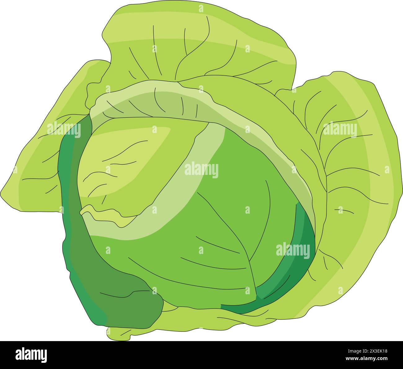 Cabbage vector illustration Stock Vector Image & Art - Alamy