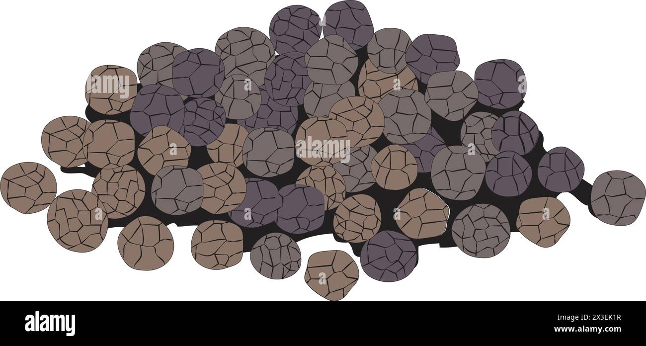 Black pepper vector illustration Stock Vector Image & Art - Alamy