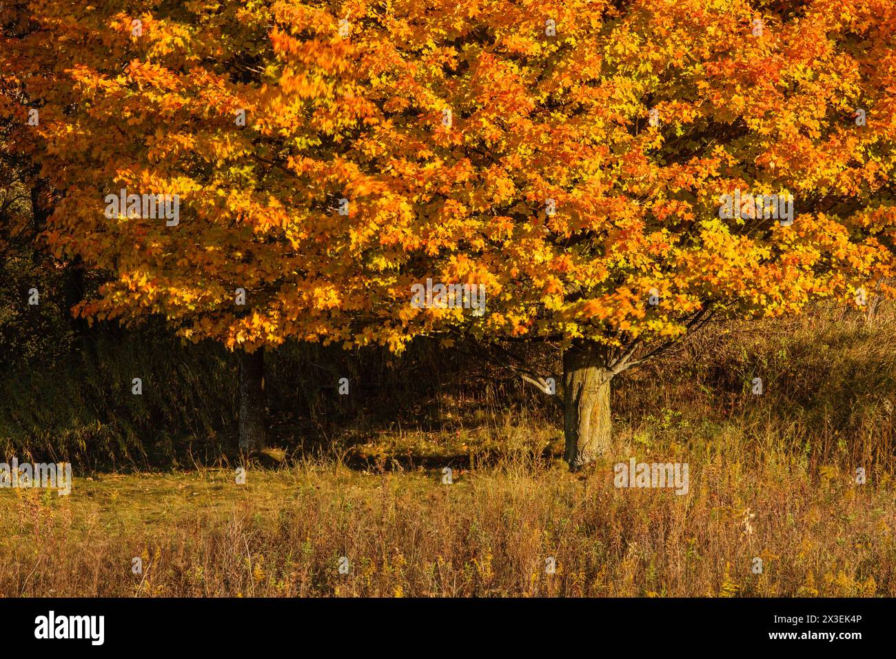 Acer saccharum autumn hi-res stock photography and images - Alamy