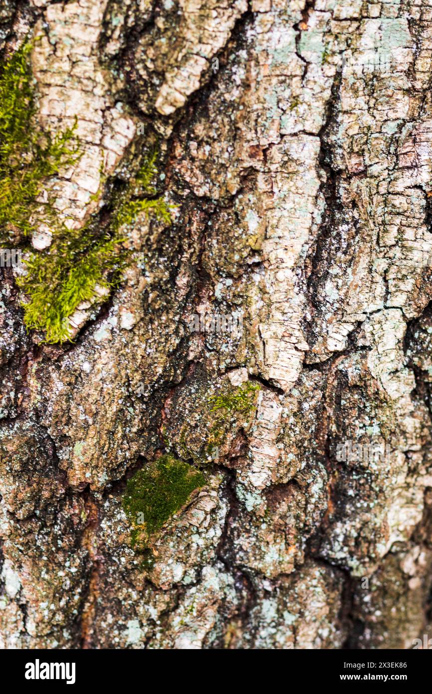 Close up shot grass forest hi-res stock photography and images - Alamy