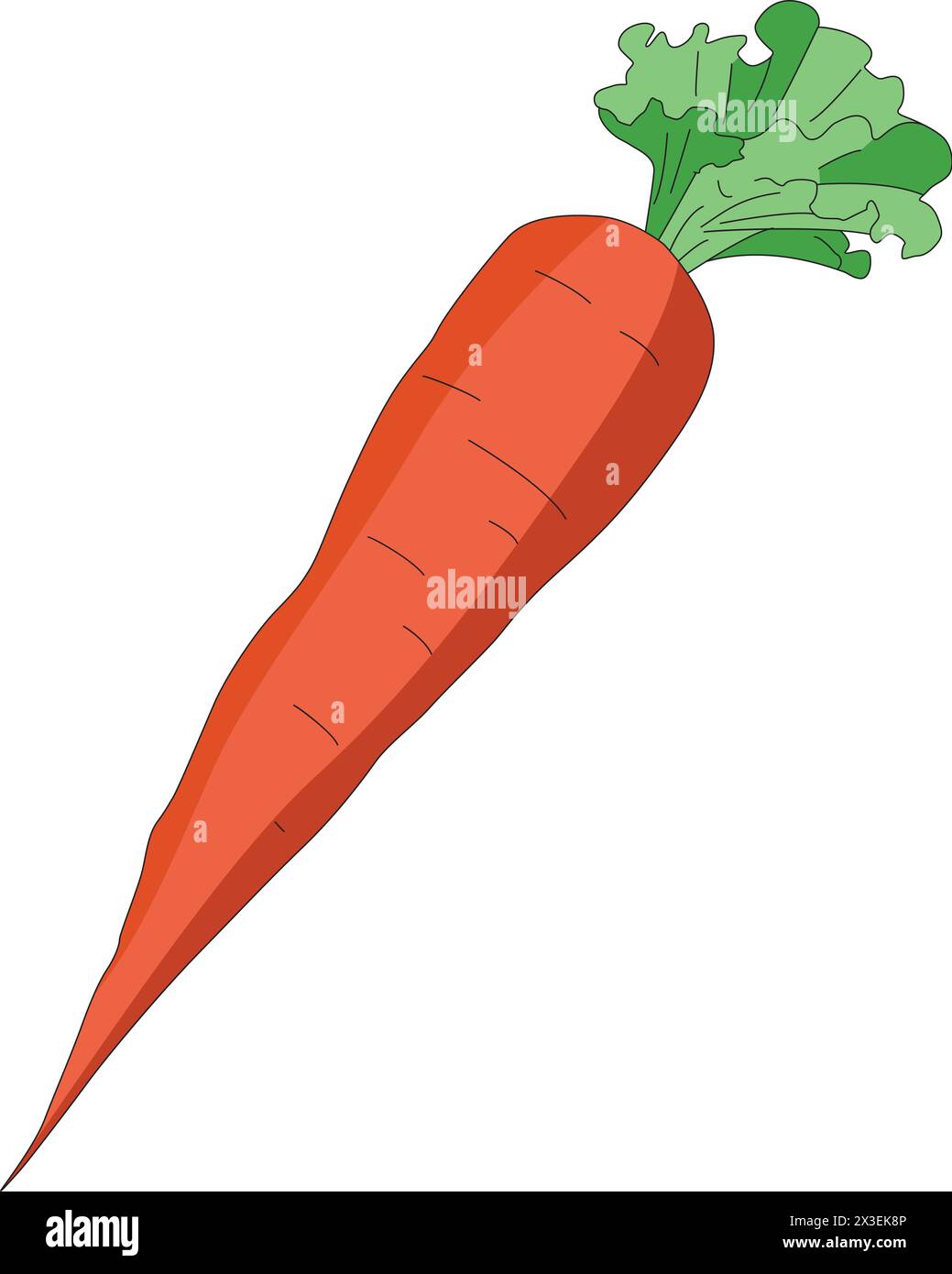 Carrot vector illustration Stock Vector Image & Art - Alamy