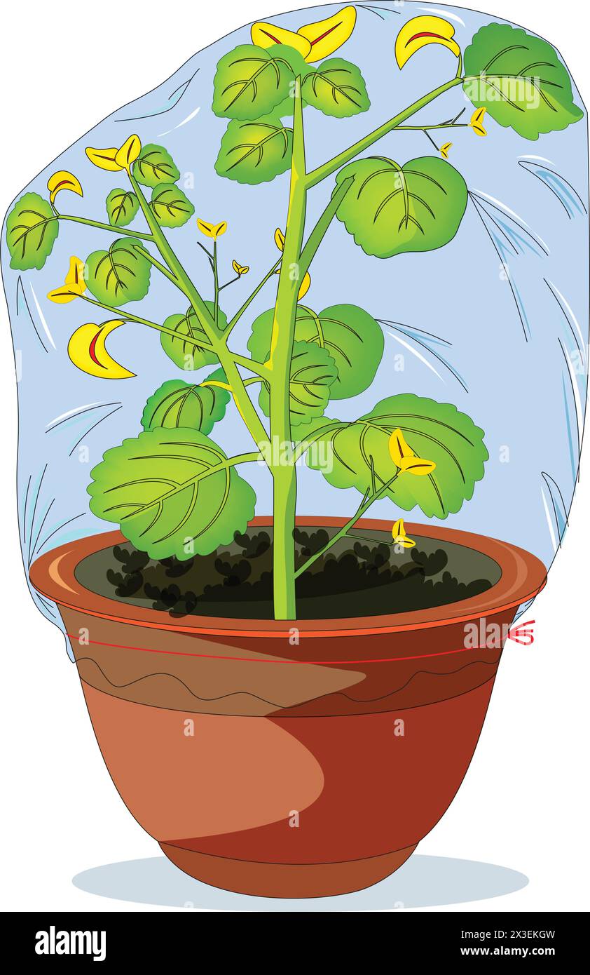 Flowers plants growing in Stock Vector Images - Alamy