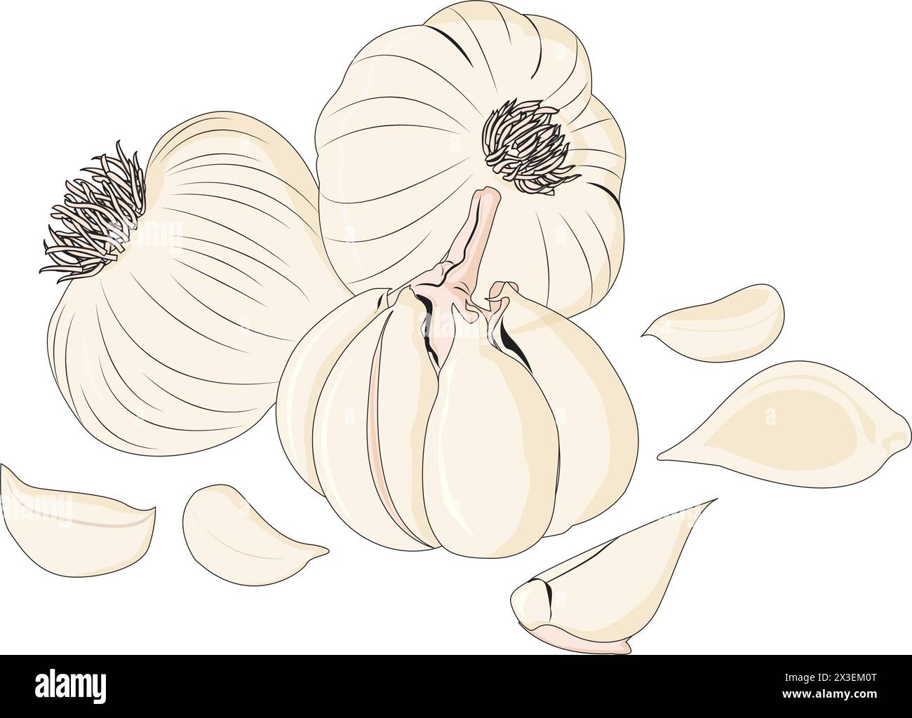 Garlic vector illustration Stock Vector Image & Art - Alamy