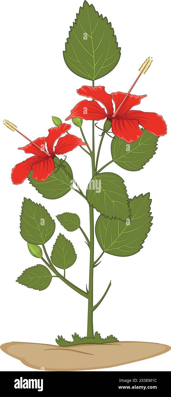 Hibiscus cartoon Stock Vector Images - Alamy