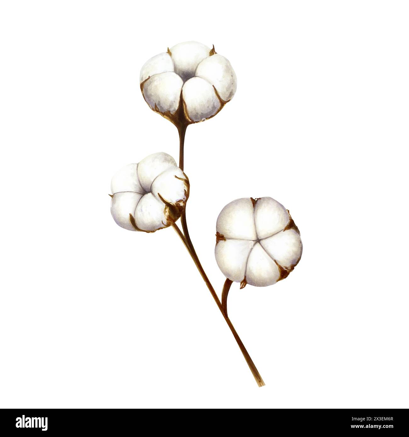 Realistic cotton flower branch. Watercolor hand drawn white fluffy ...