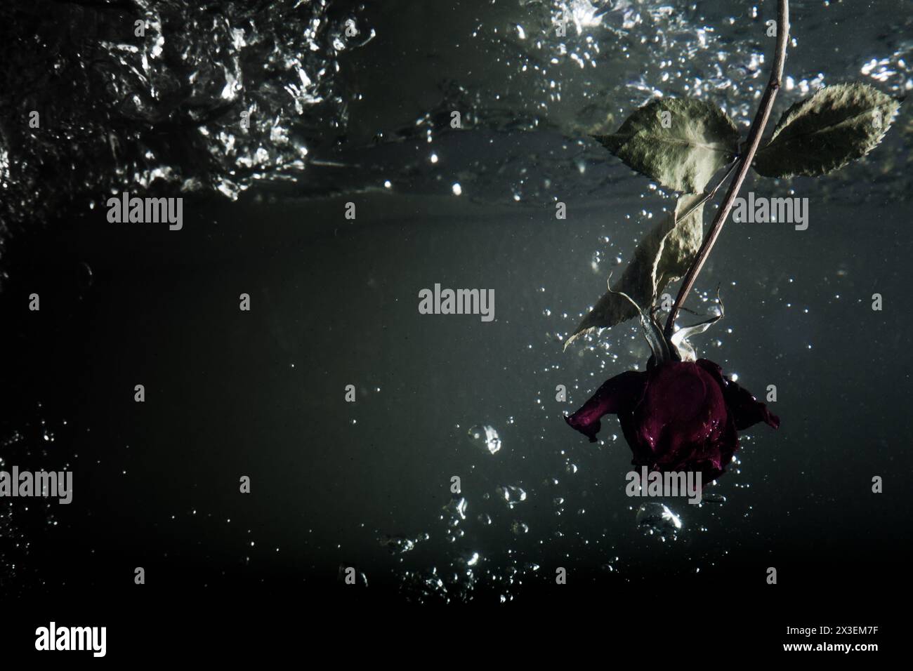 Underwaterrose hi-res stock photography and images - Alamy