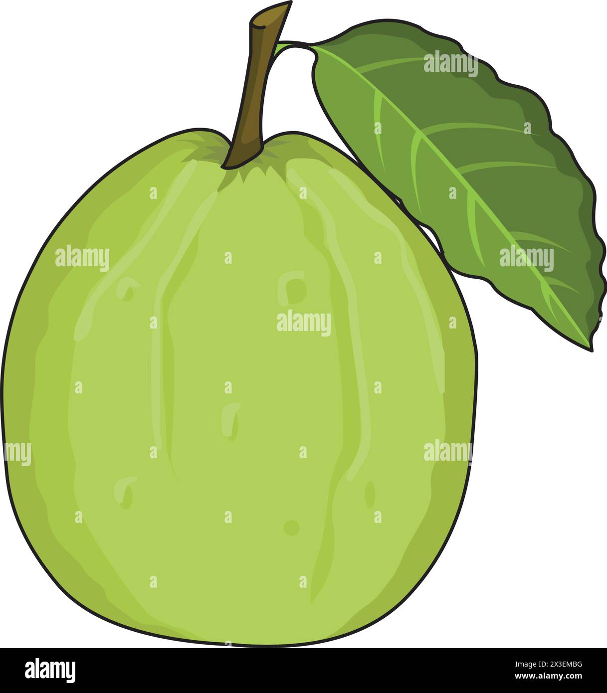 Guava vector illustration Stock Vector Image & Art - Alamy