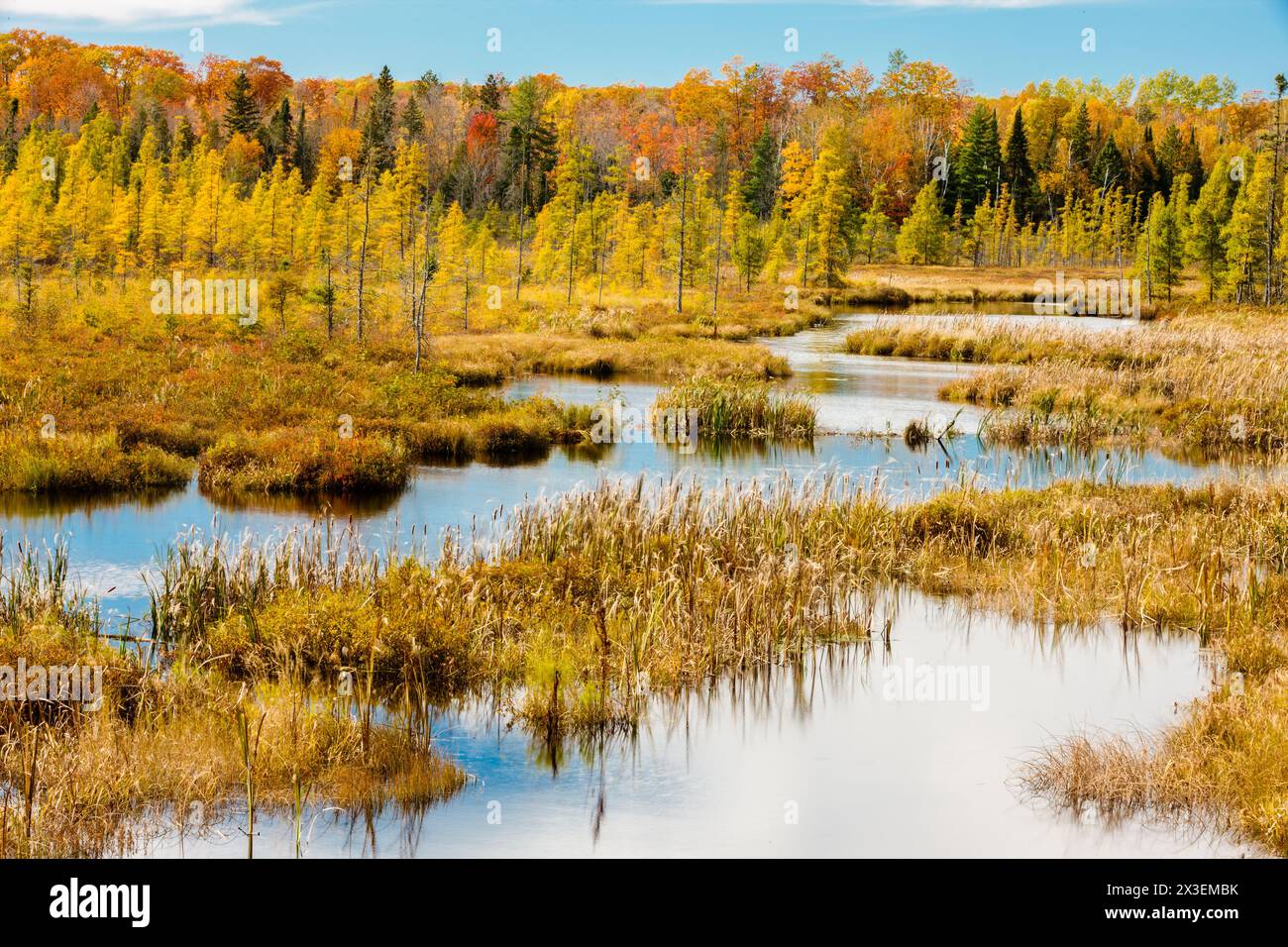 The bog tamaracks and hillside maples changing colors in early October ...