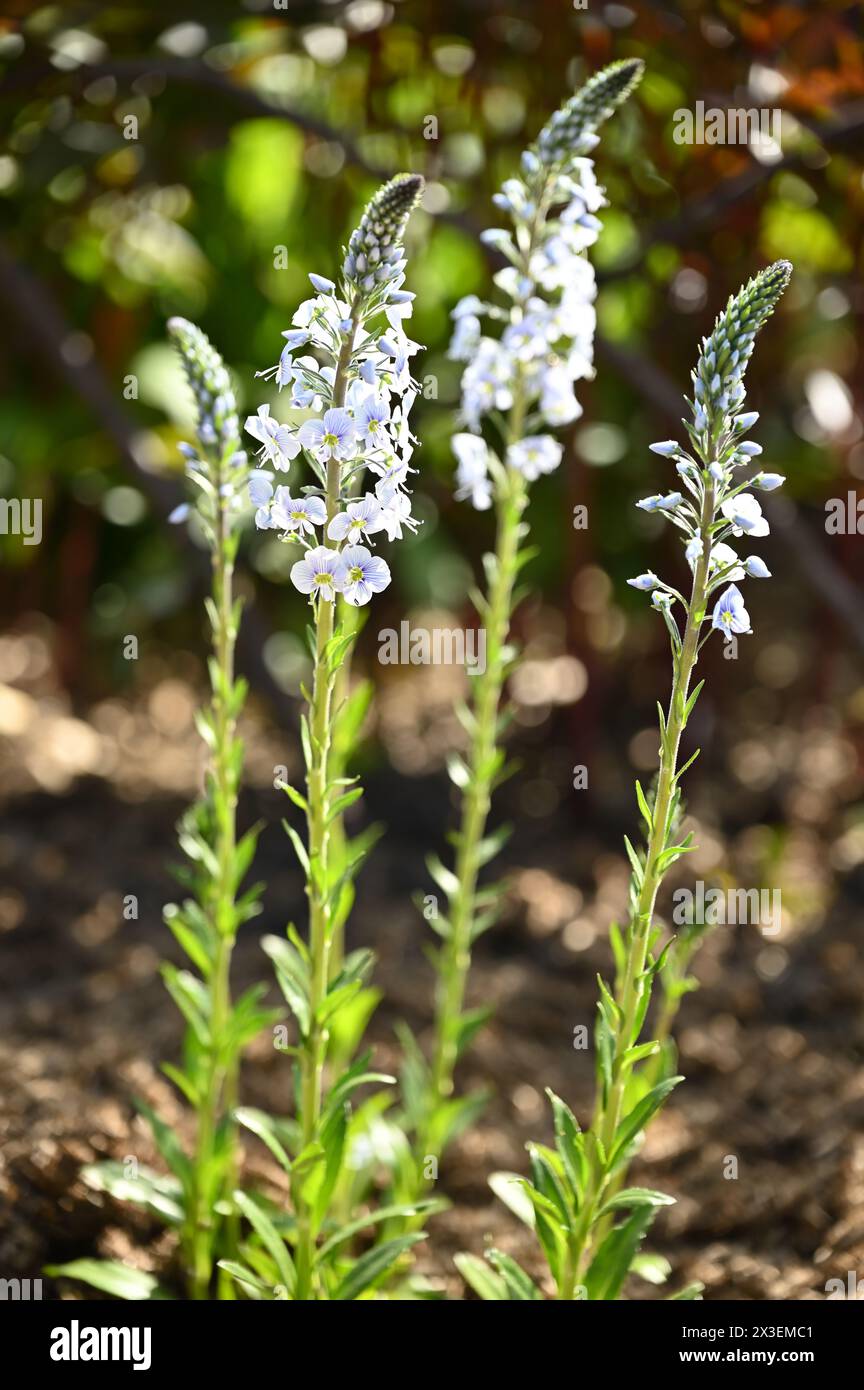 Delicate pale blue spring flowers of Veronica gentianoides, also known ...