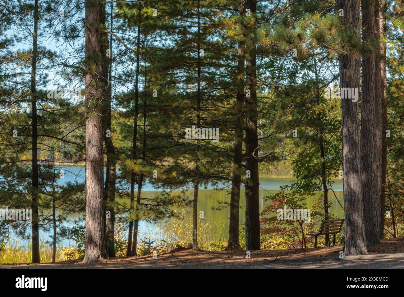 A peaceful location, the bench among the red pines overlooking ...