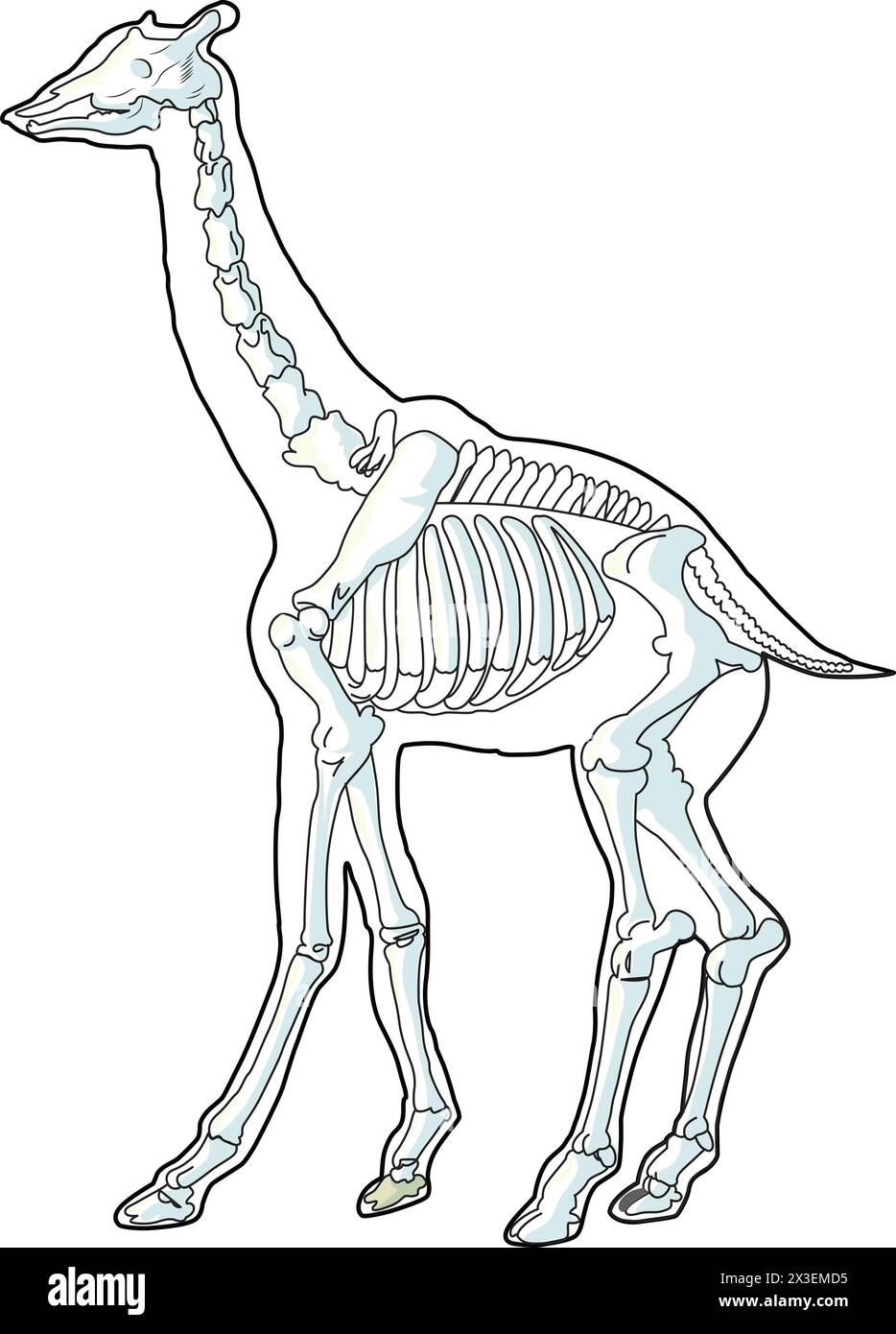 Giraffe skeleton drawing hi-res stock photography and images - Alamy