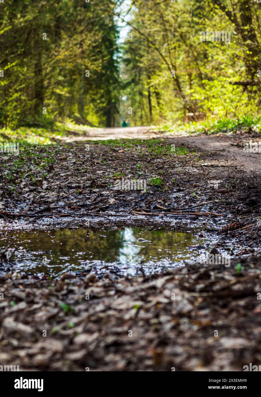 Trees of the forest reflected in the puddle Stock Photo - Alamy