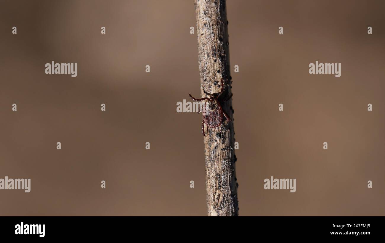 Tick crawls up a dry twig, a macro shot. Infectious insect with tick ...