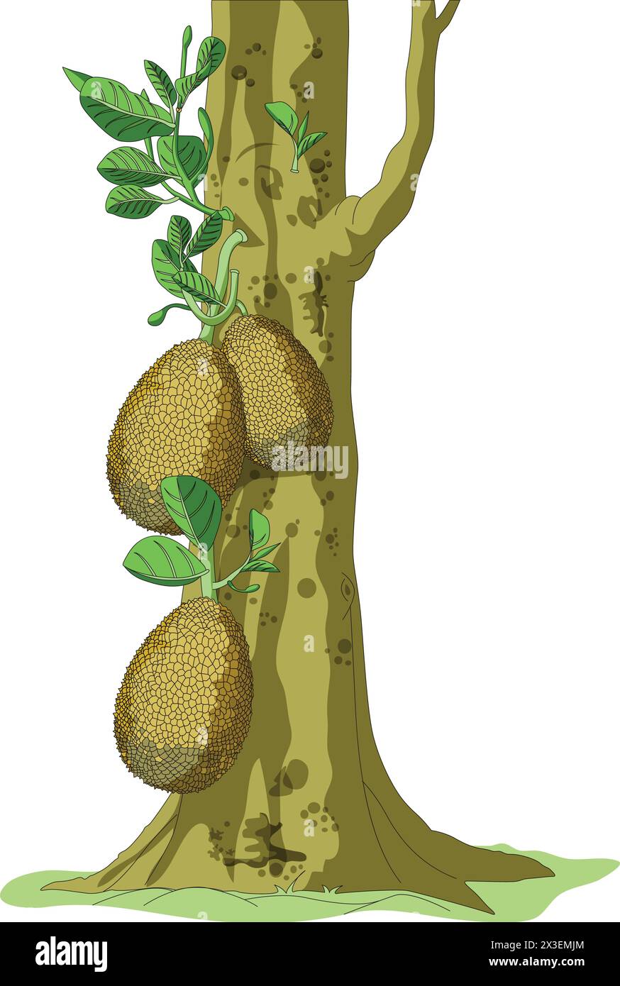 Jackfruit on tree vector illustration Stock Vector Image & Art - Alamy