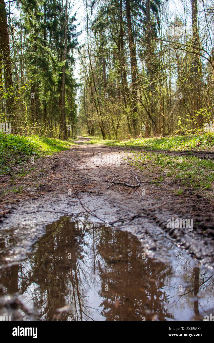 Trees of the forest reflected in the puddle Stock Photo - Alamy
