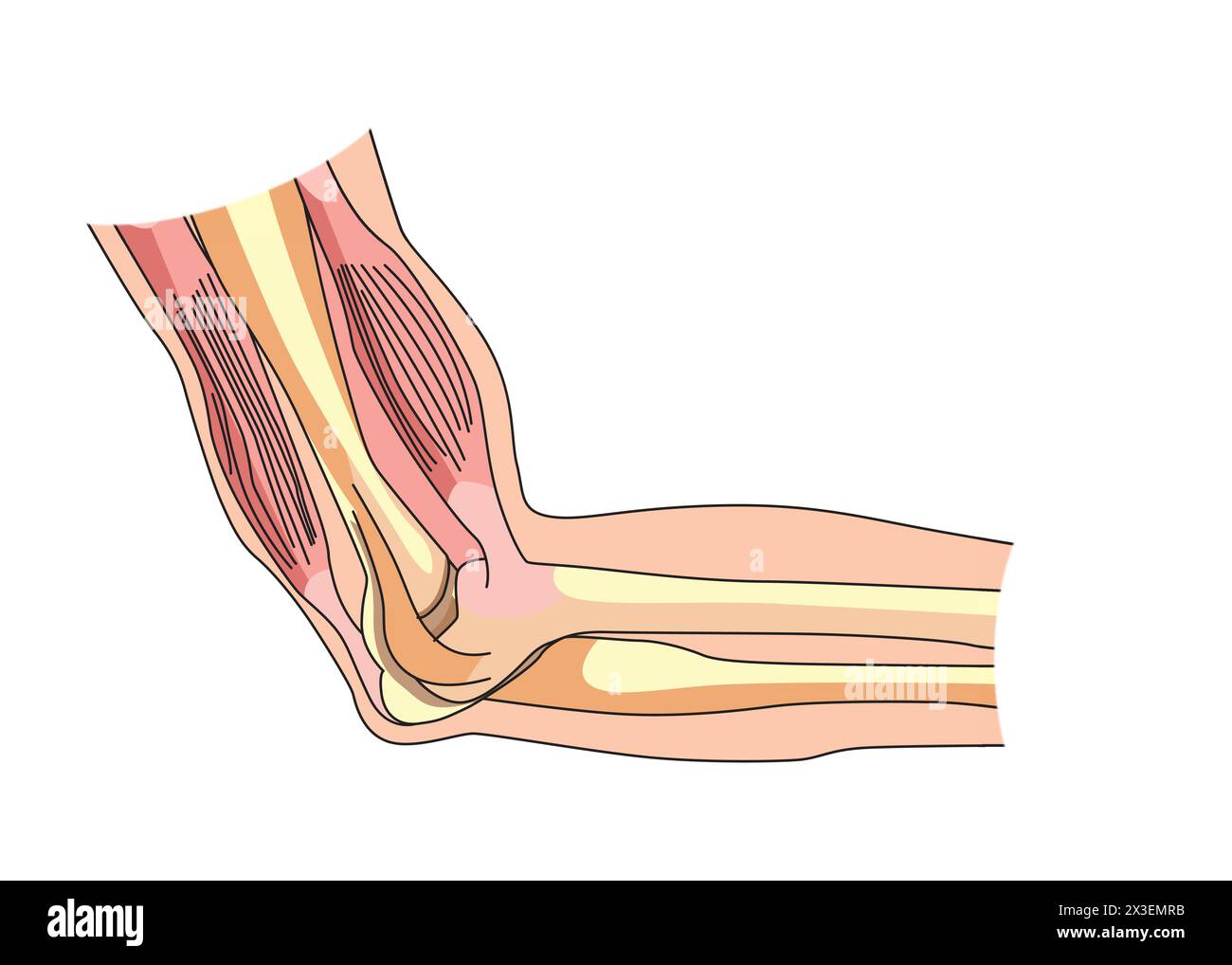 Muscles and joints vector illustration Stock Vector Image & Art - Alamy