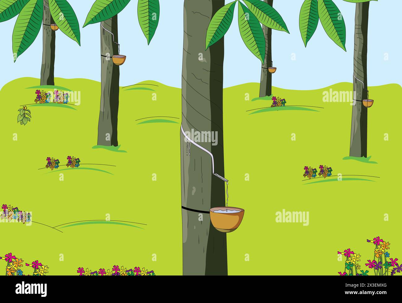 Rubber tree vector illustration Stock Vector Image & Art - Alamy