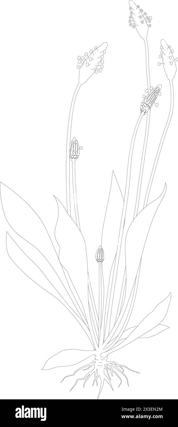 Flowers leaves set vector Black and White Stock Photos & Images - Alamy