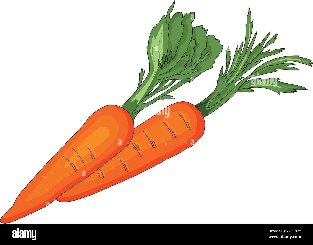 Orange Carrots Graphic Vector Illustration Stock Vector Image & Art - Alamy