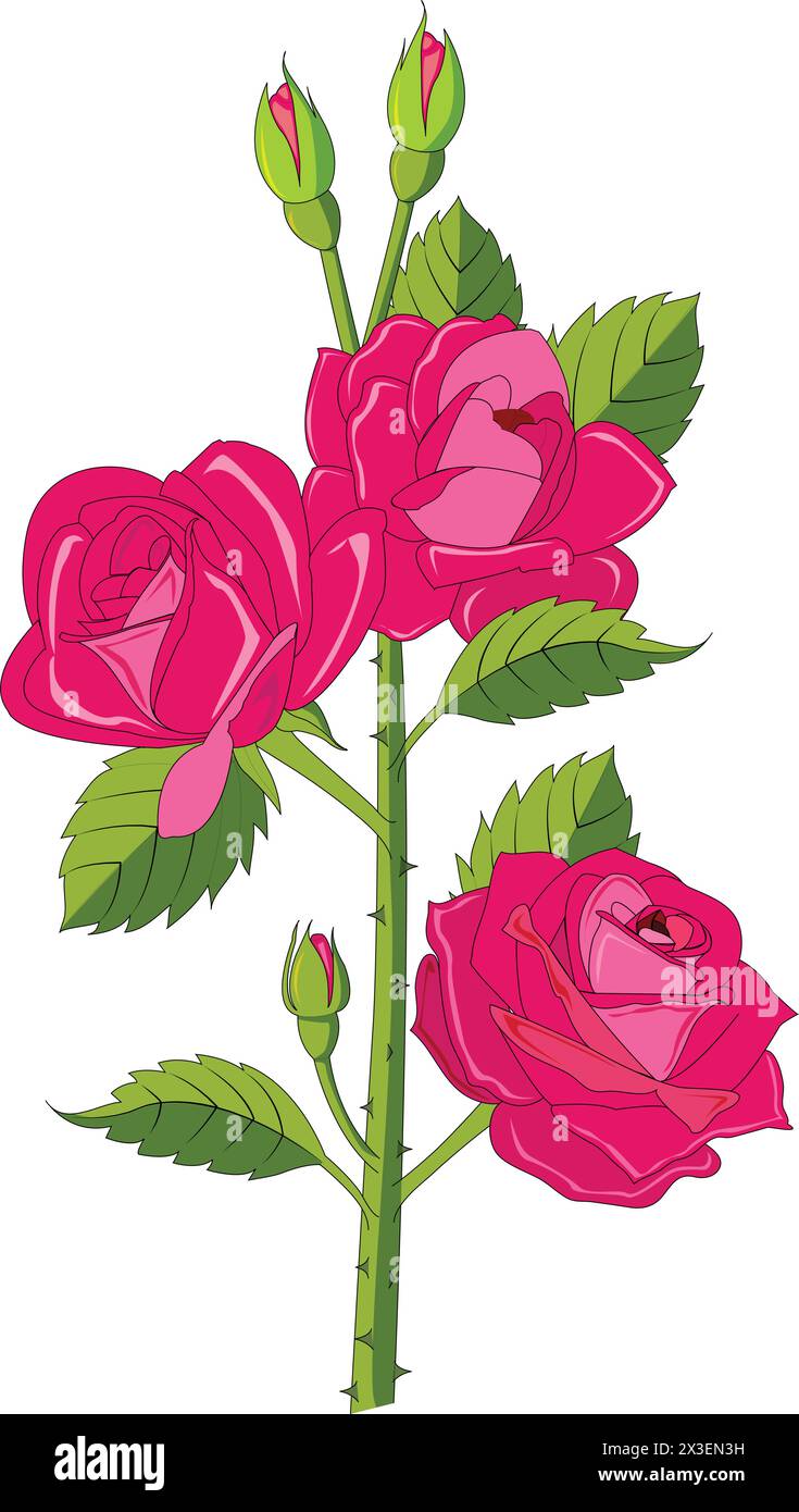 Rose vector illustration Stock Vector Image & Art - Alamy
