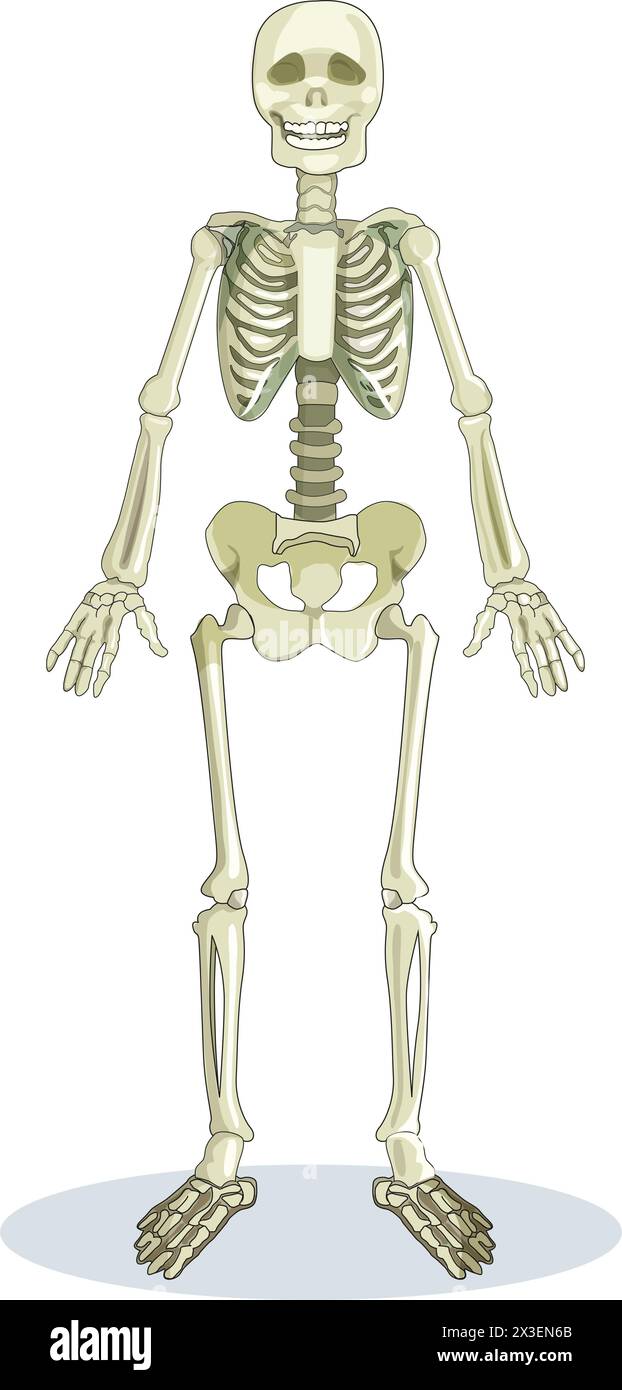 Skeleton vector illustration Stock Vector Image & Art - Alamy