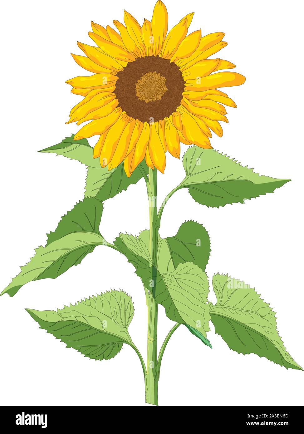 Sunflower vector illustration Stock Vector Image & Art - Alamy