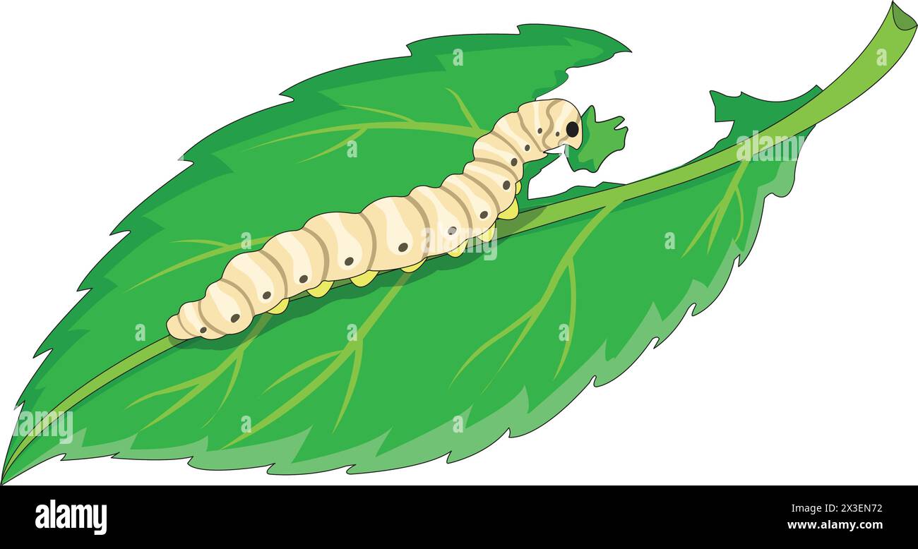 Silkworm vector illustration Stock Vector Image & Art - Alamy