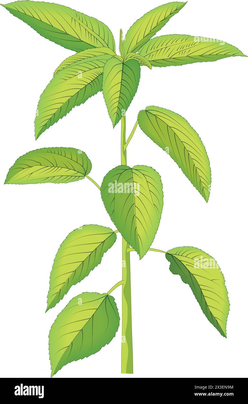 Small plant vector illustration Stock Vector Image & Art - Alamy
