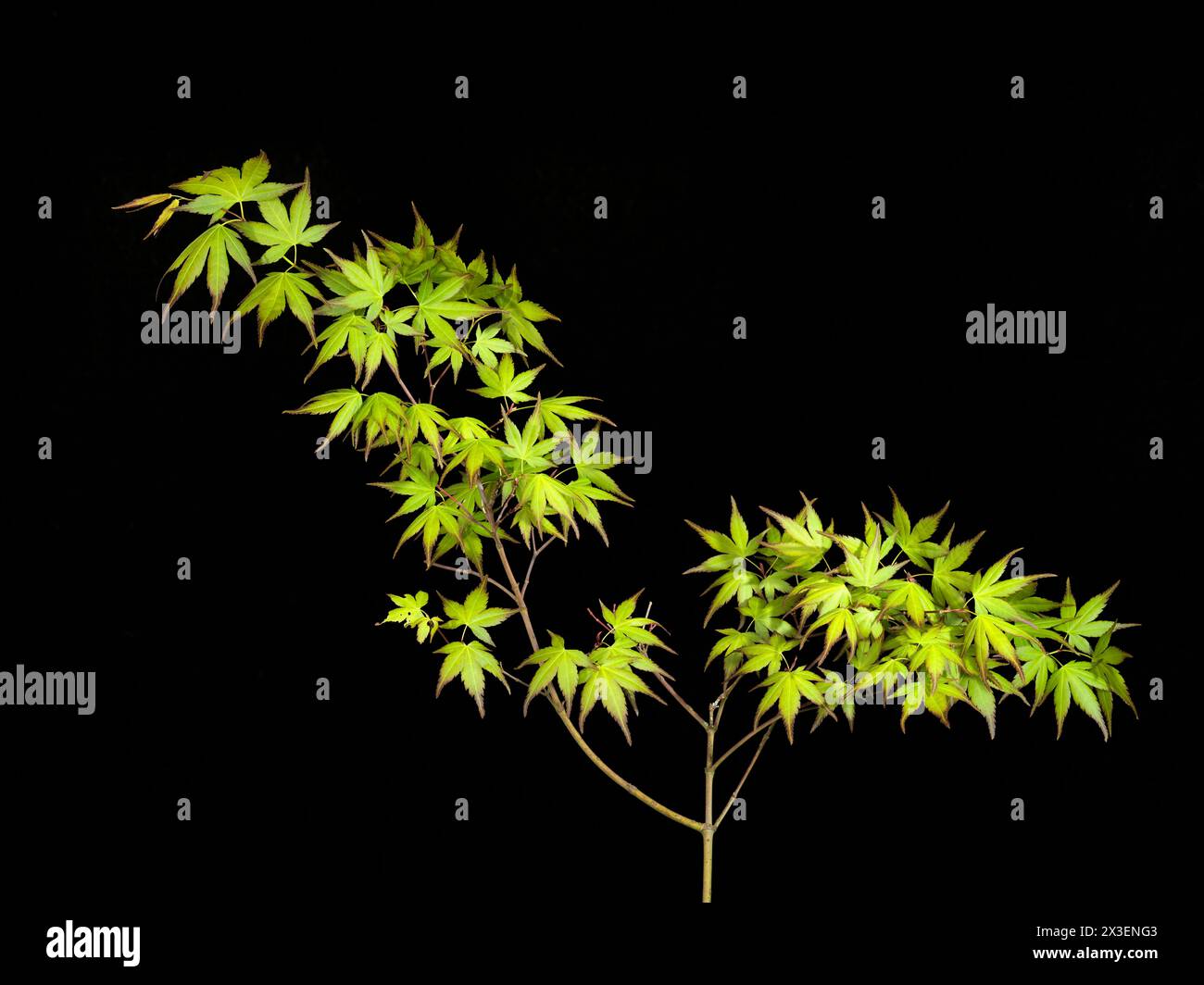 The five pointed green leaves of a japanese palmatum maple tree Stock ...