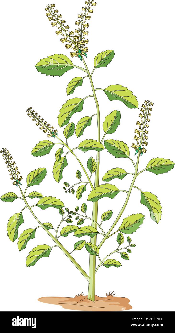 Plant vector illustration (2 Stock Vector Image & Art - Alamy