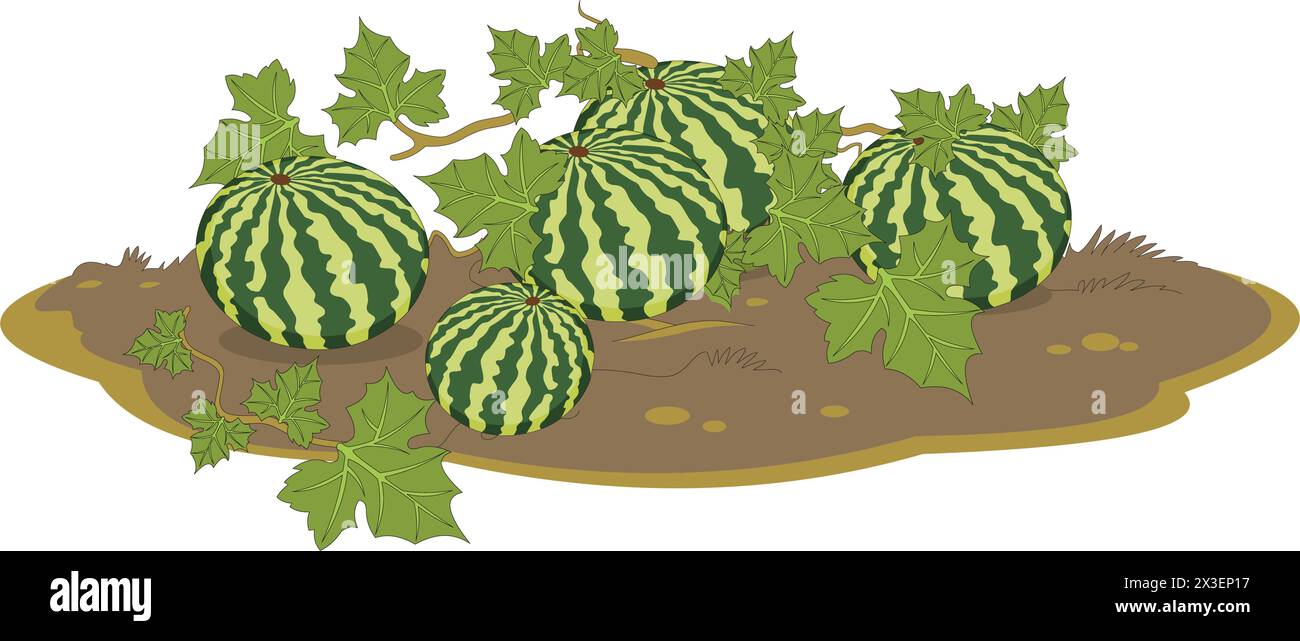 Watermelon seeds design hi-res stock photography and images - Alamy