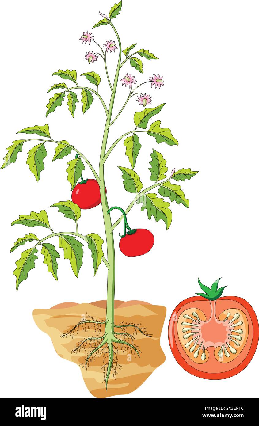 Tomato Plant Clip Art