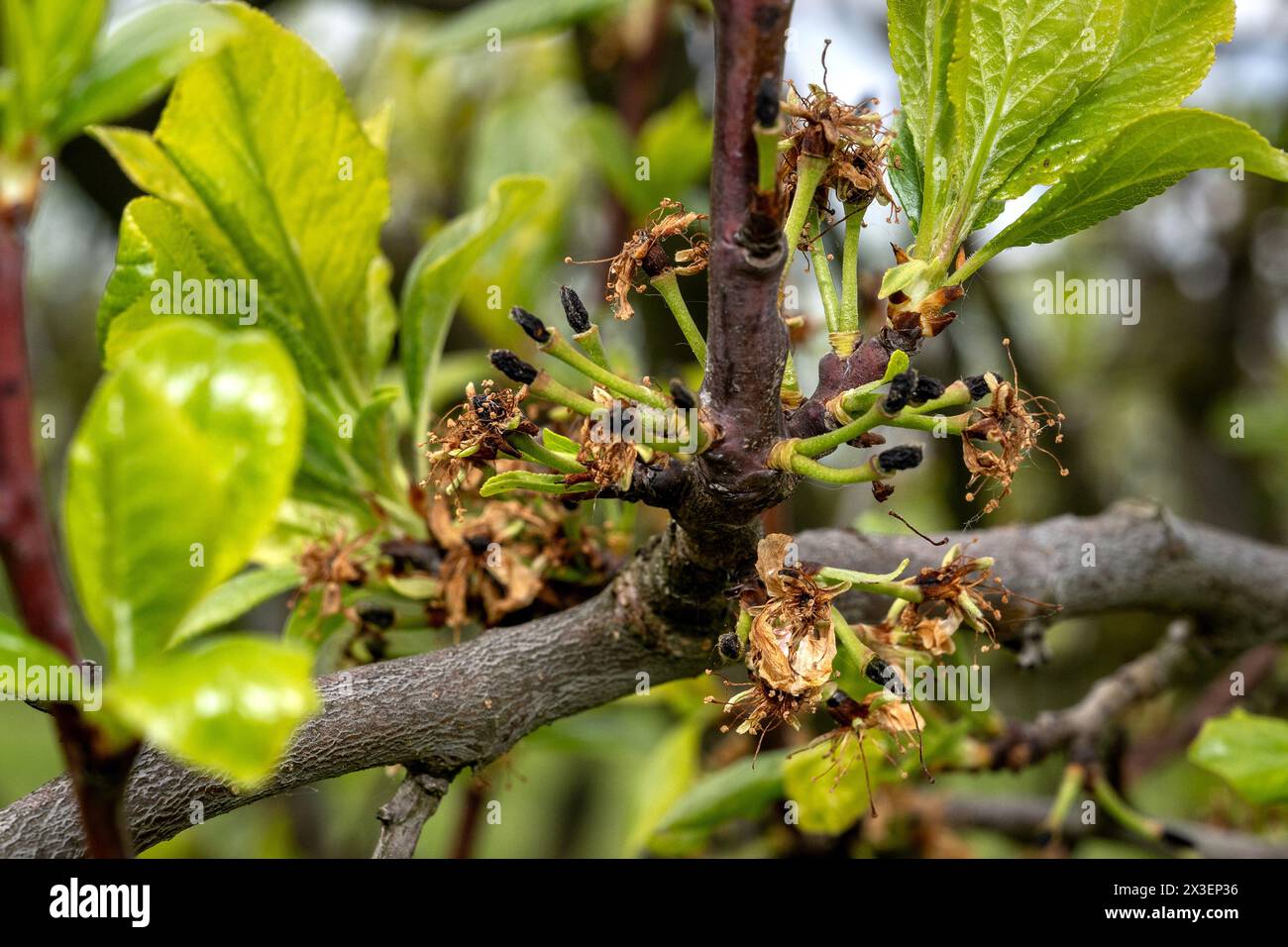 Damage to plum orchads after the April frost wave in Petrovicky, Czech ...