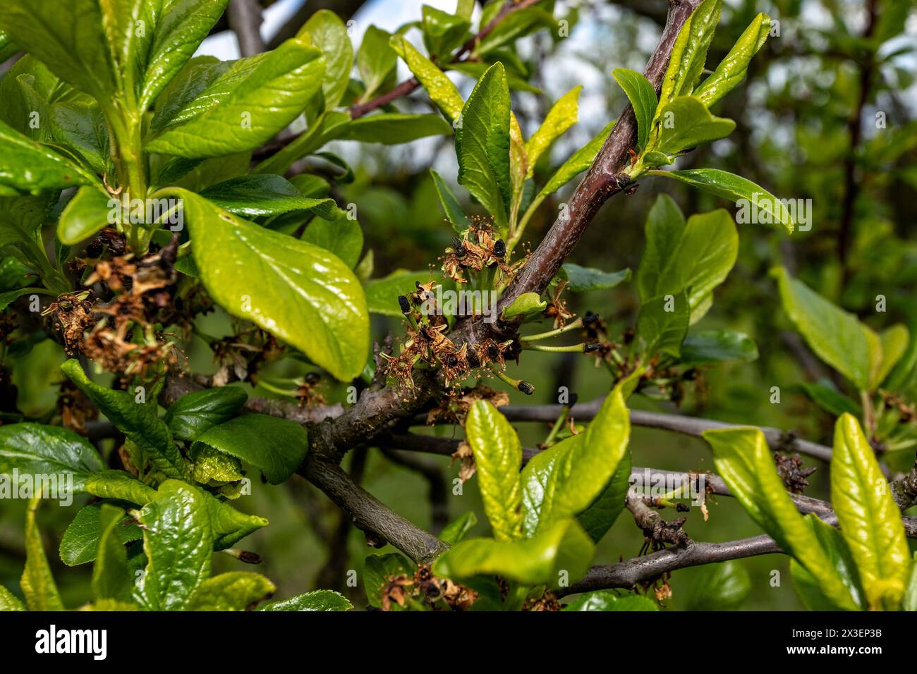 Fruit orchads hi-res stock photography and images - Alamy