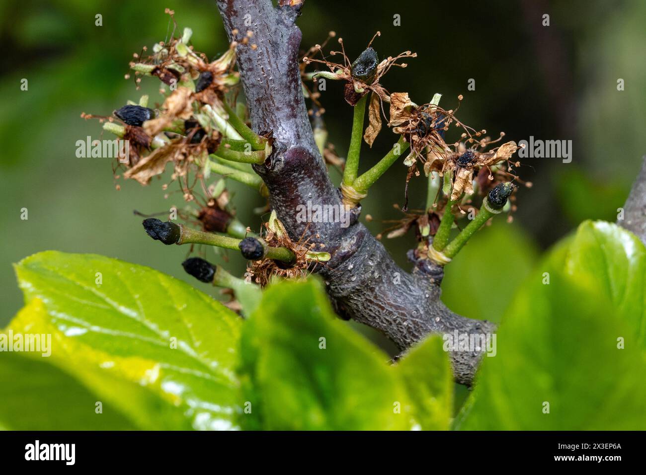 Damage to plum orchads after the April frost wave in Petrovicky, Czech ...