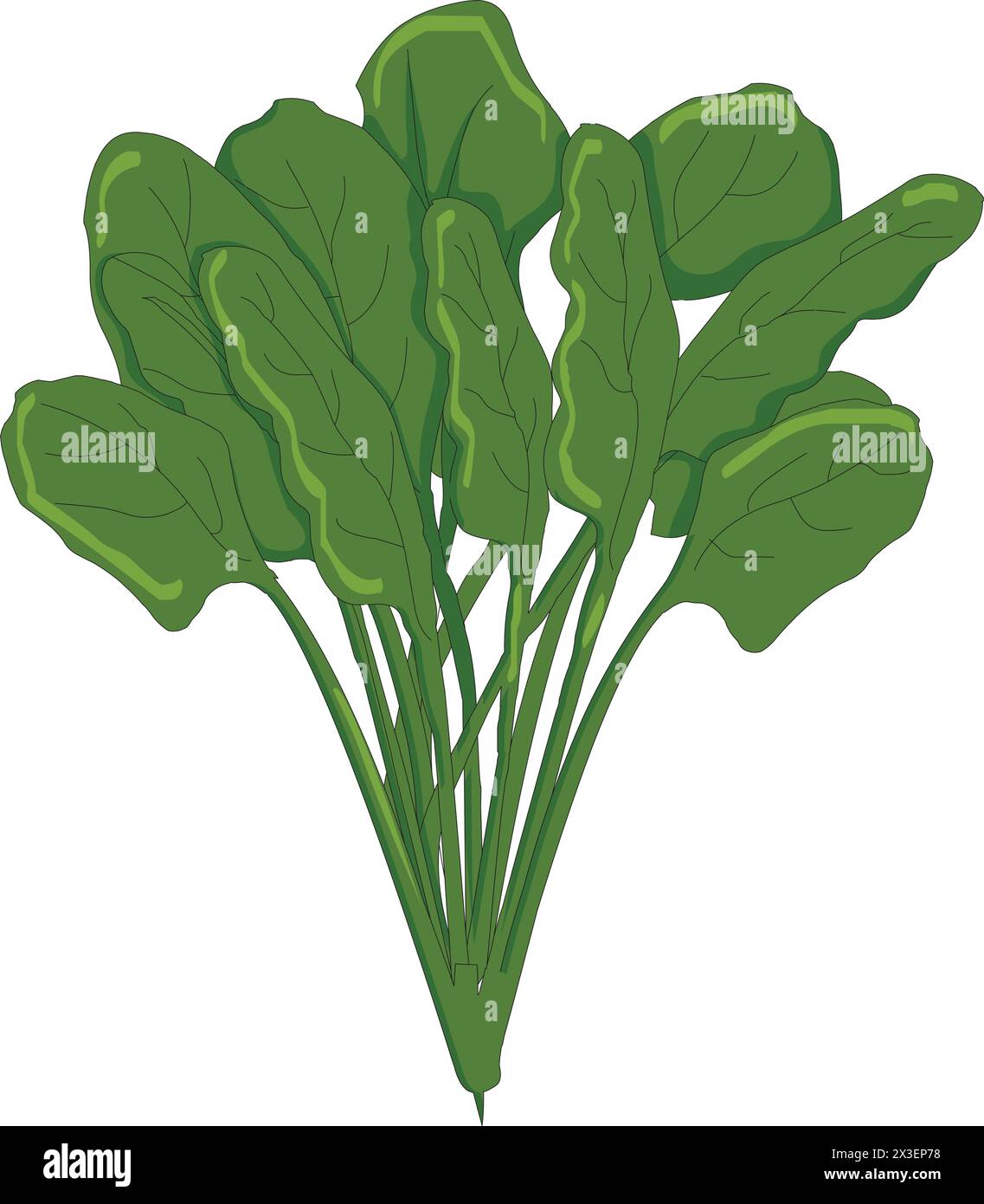Spinach vector illustration Stock Vector Image & Art - Alamy