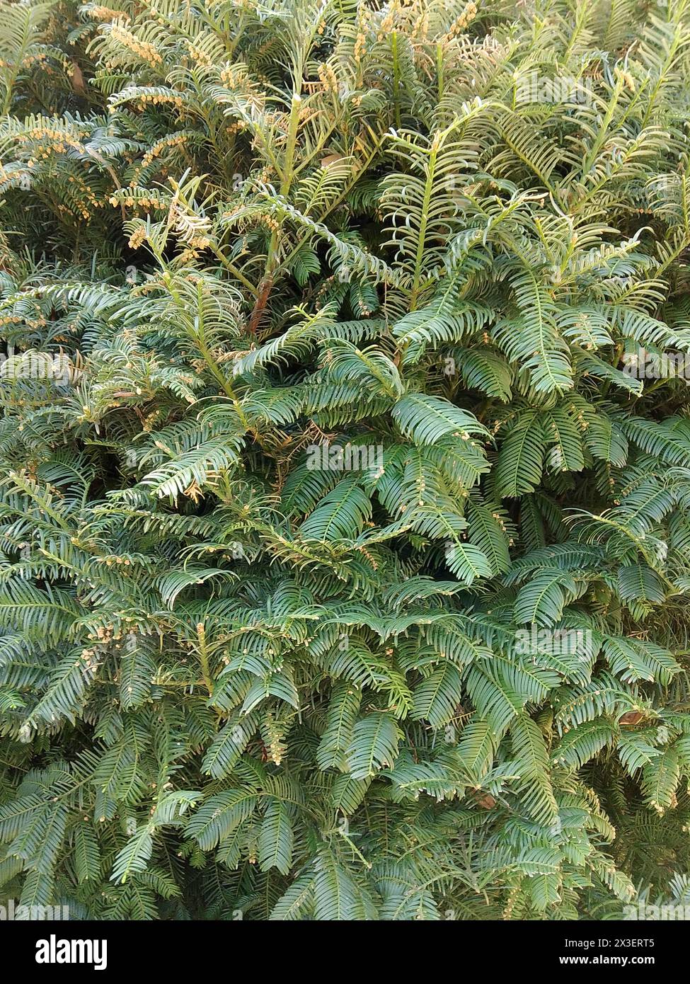 A dense, lush carpet of vibrant green fern fronds creating an immersive ...