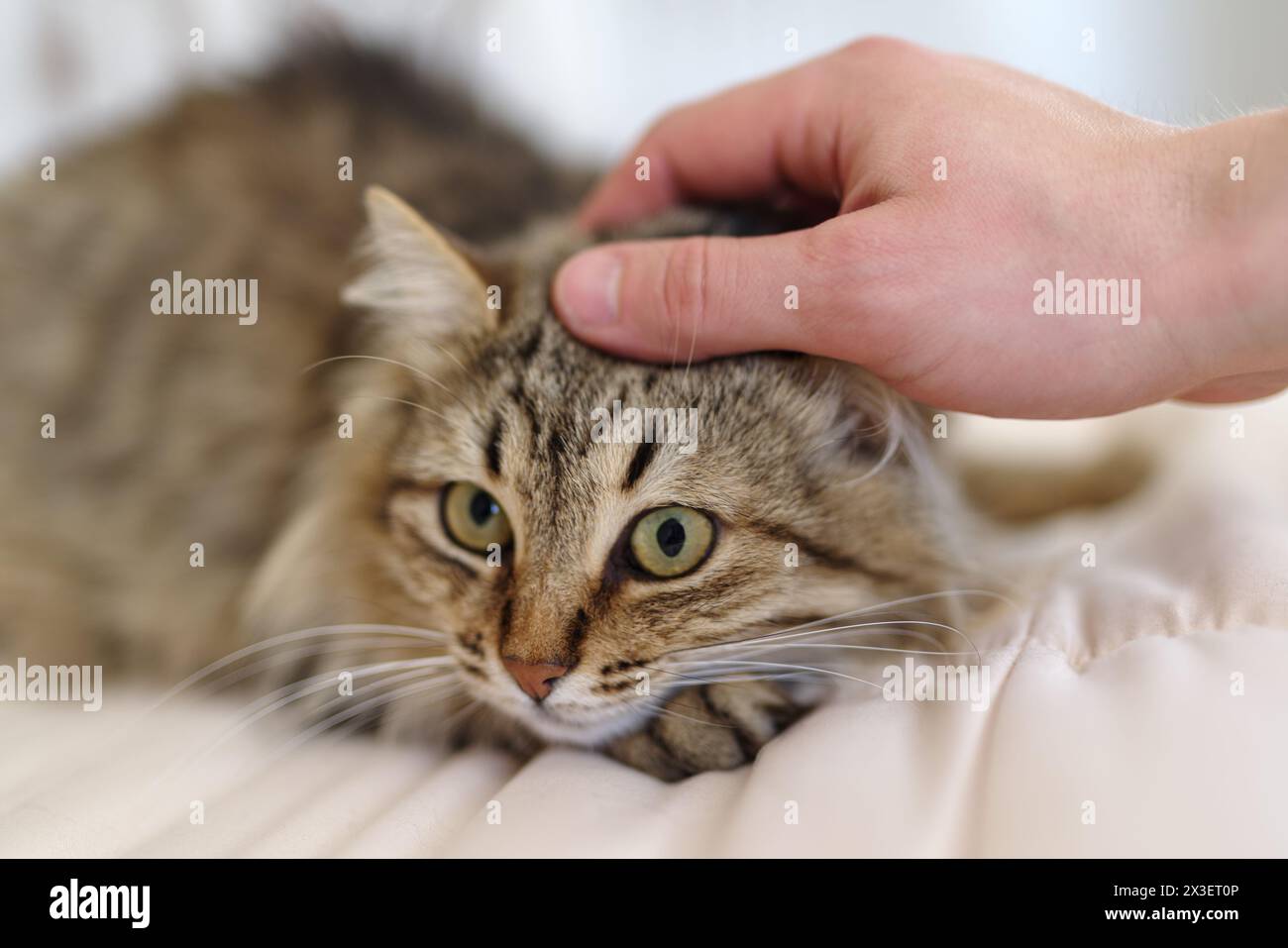 Close up female hand caressing hi-res stock photography and images - Alamy