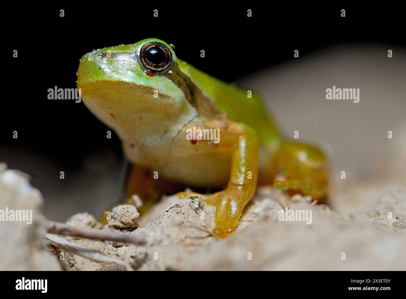 Meridional tree frog (Hyla meridionalis) in Aiguamolls de Emporda ...