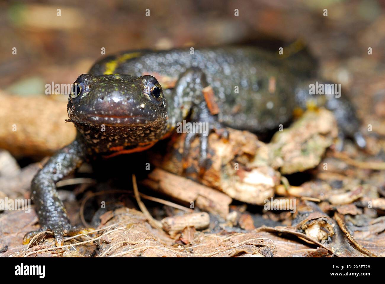 Triturus cristatus hi-res stock photography and images - Alamy