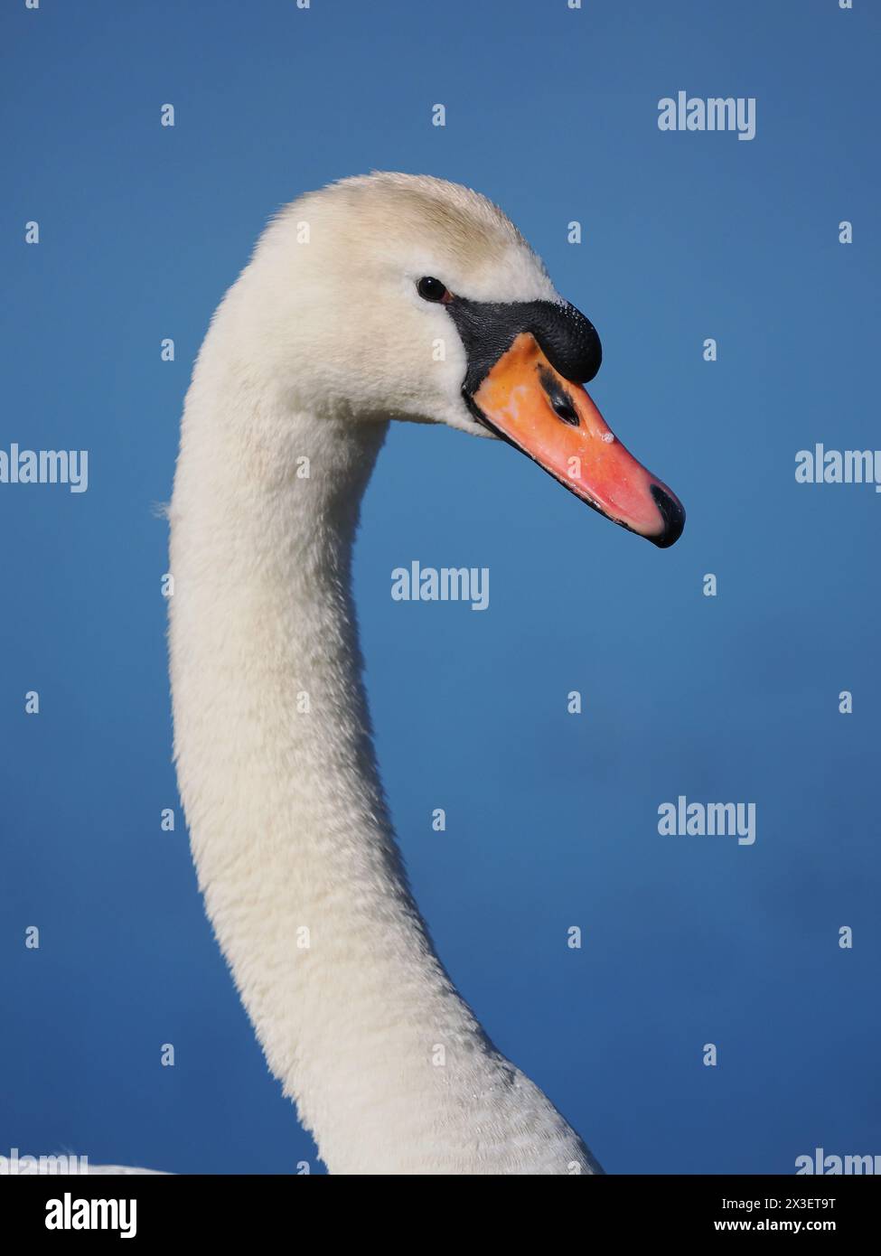 Mute swans pair up and can be aggressive in protecting the environment ...
