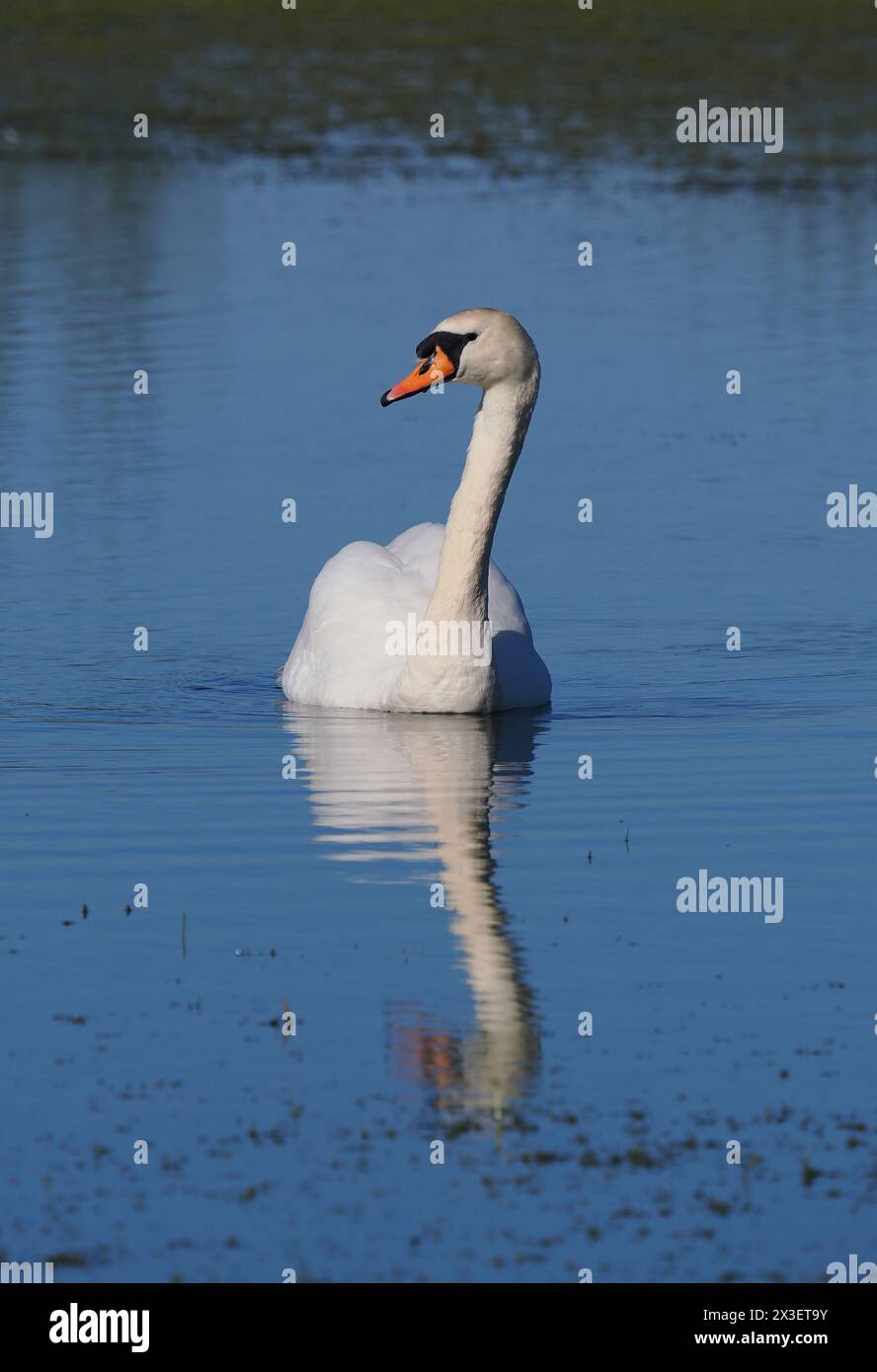 Mute swans pair up and can be aggressive in protecting the environment ...