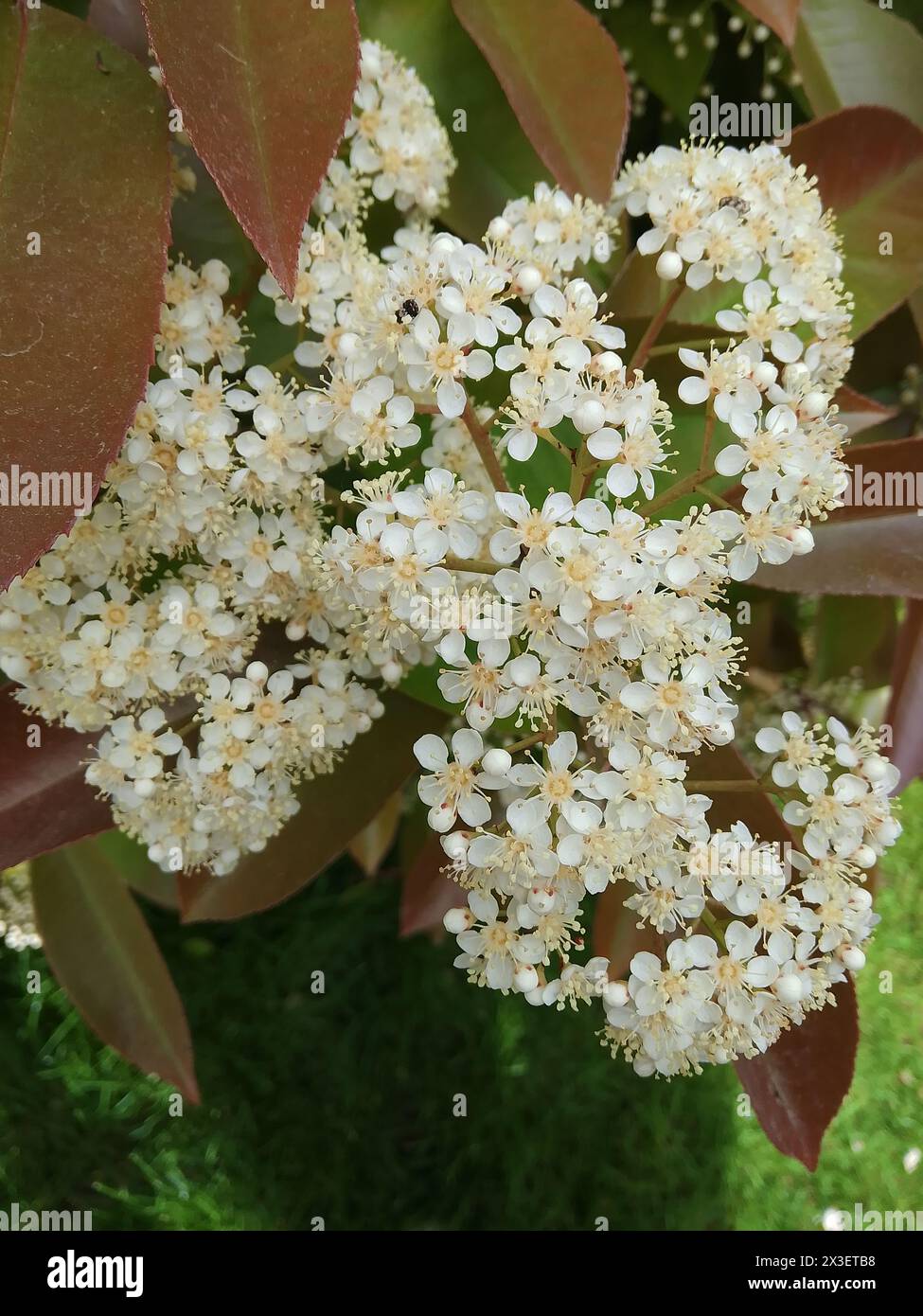 Leafy designs in vibrant colors hi-res stock photography and images - Alamy