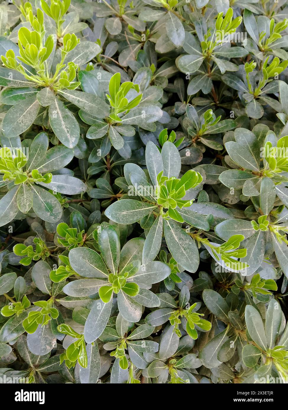 A vibrant close-up view of a cluster of succulent plants with plump ...