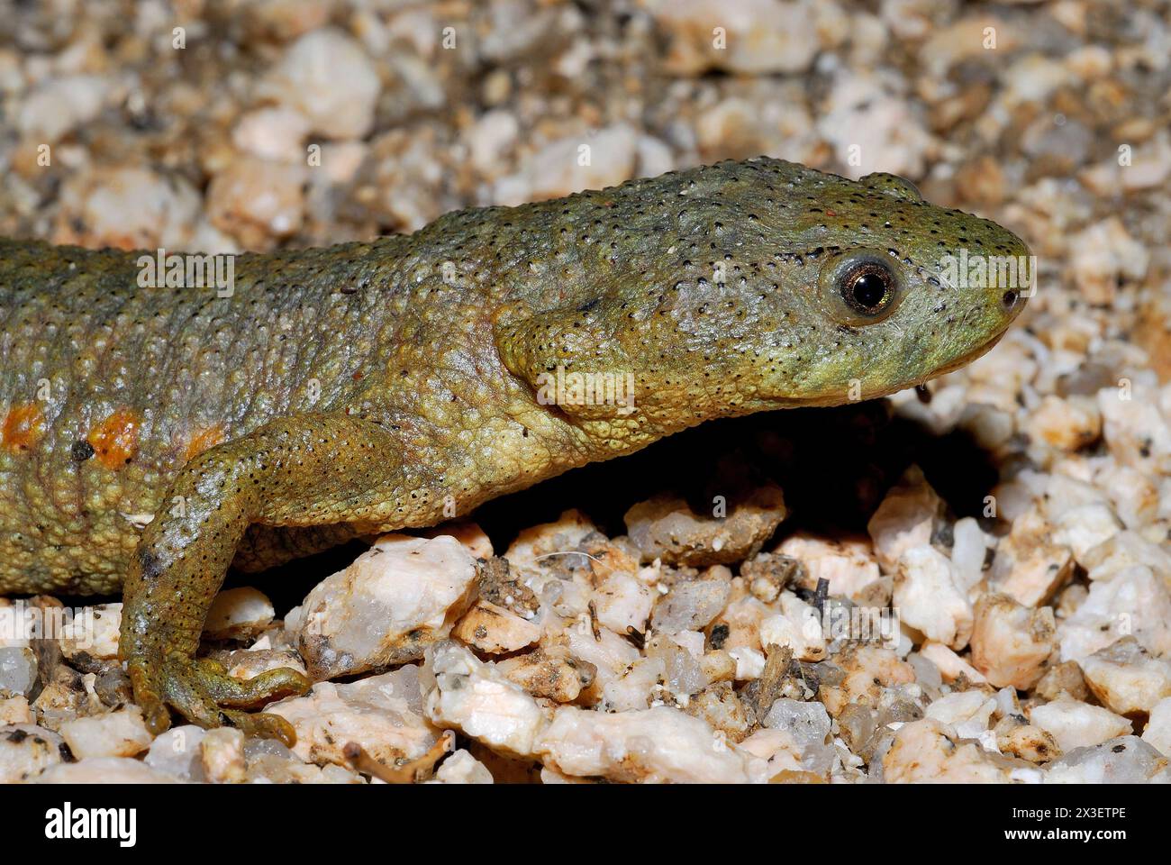 Iberian ribbed newt pleurodeles waltl hi-res stock photography and ...