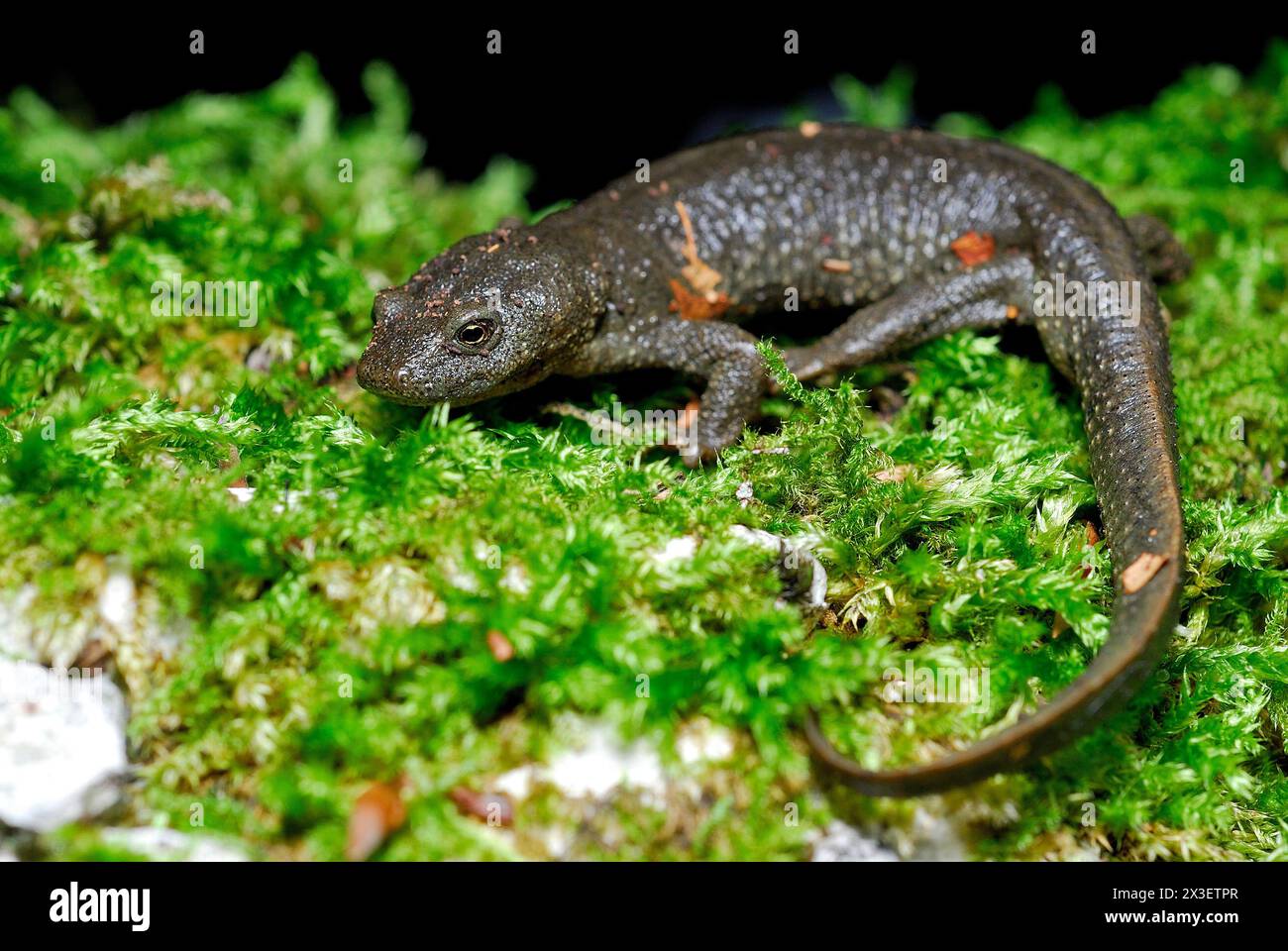 Calotriton asper hi-res stock photography and images - Alamy
