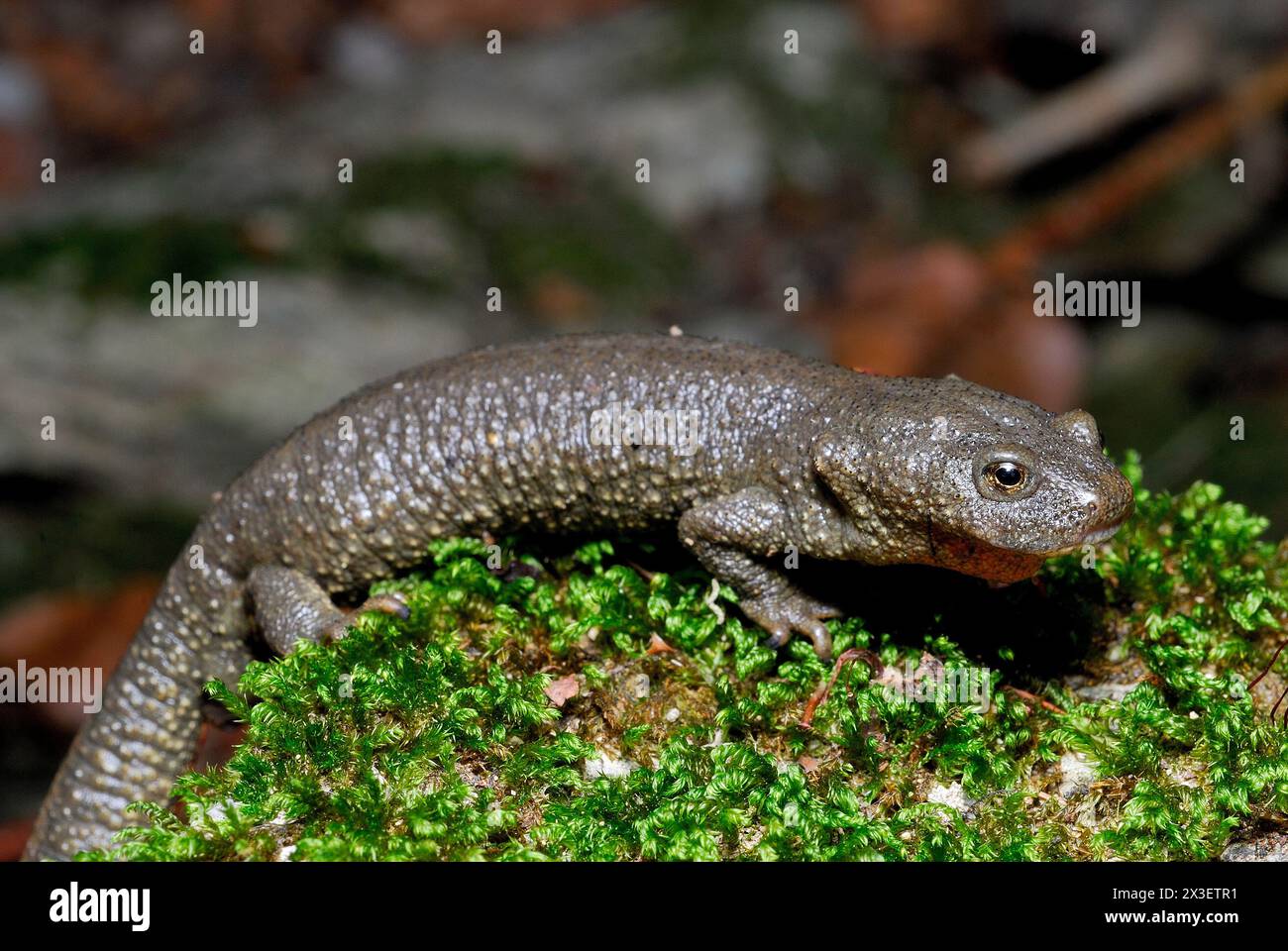 Calotriton asper hi-res stock photography and images - Alamy