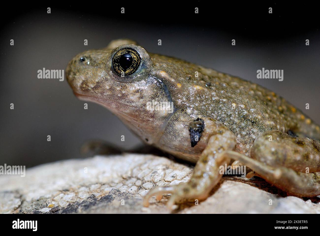 Midwife toad (Alytes obstetricans) in Irati, Navarra, Spain Stock Photo ...